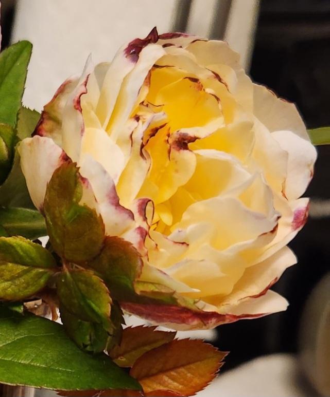 Rose (Rosa 'Life of the Party') in the Roses Database - Garden.org