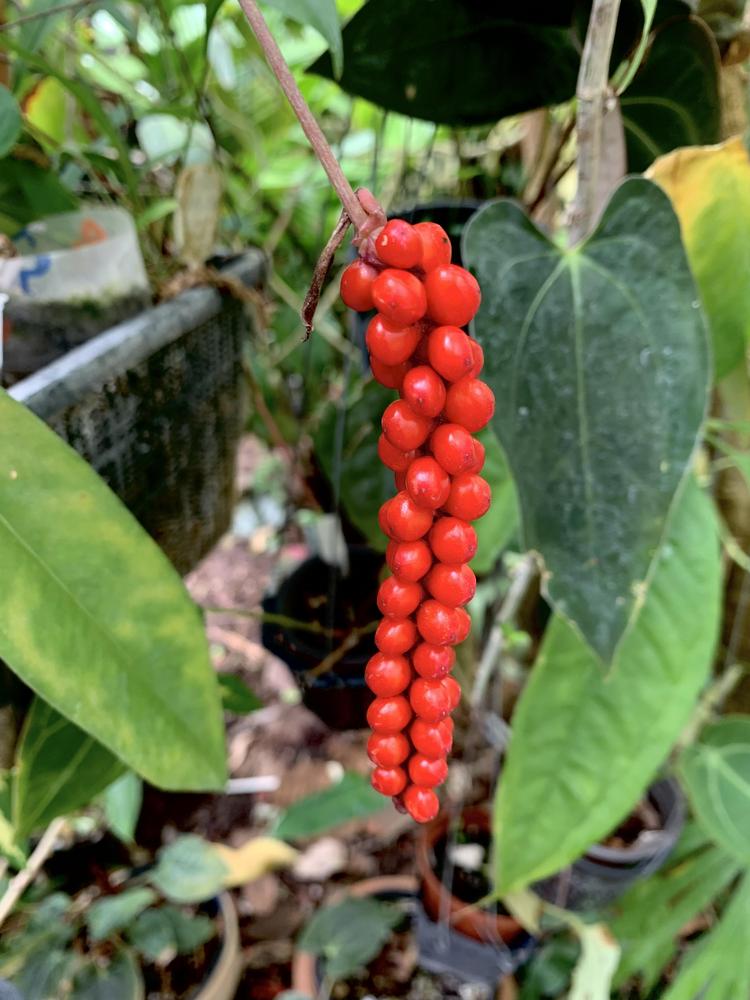 'Endless Forms Most Beautiful' The aroid photo gallery in the ...