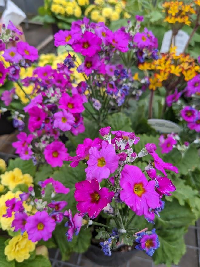 Photo of the bloom of Primrose (Primula malacoides 'Prima Mix') posted ...