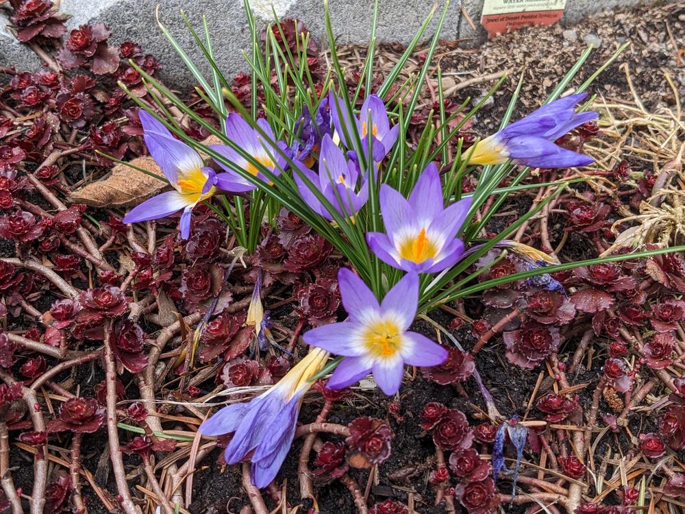 Crocus (Crocus nivalis 'Tricolor') in the Crocus Database - Garden.org