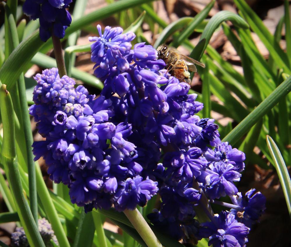 Photo of the bloom of Grape Hyacinth (Muscari armeniacum 'Blue Spike ...