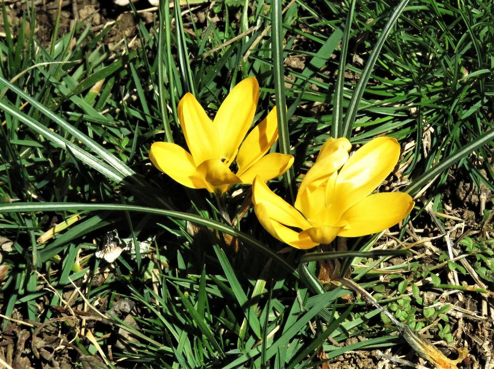 Photo of the entire plant of Snow Crocus (Crocus chrysanthus ...