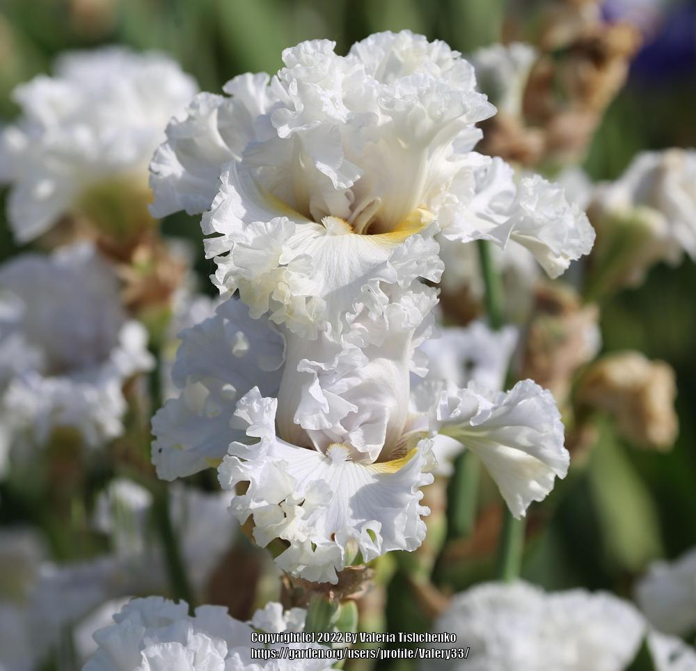 Photo of the bloom of Tall Bearded Iris (Iris 'Winter's Smile') posted ...