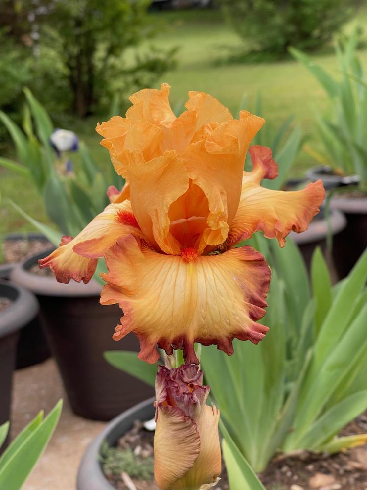 Photo of the bloom of Tall Bearded Iris (Iris 'Keep Calm Grow Iris ...