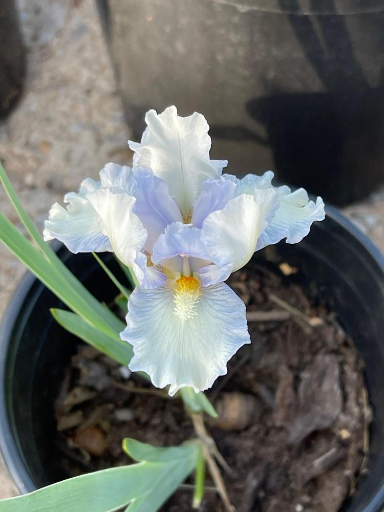 Photo of the bloom of Standard Dwarf Bearded Iris (Iris 'List') posted by Winklemanmr - Garden.org
