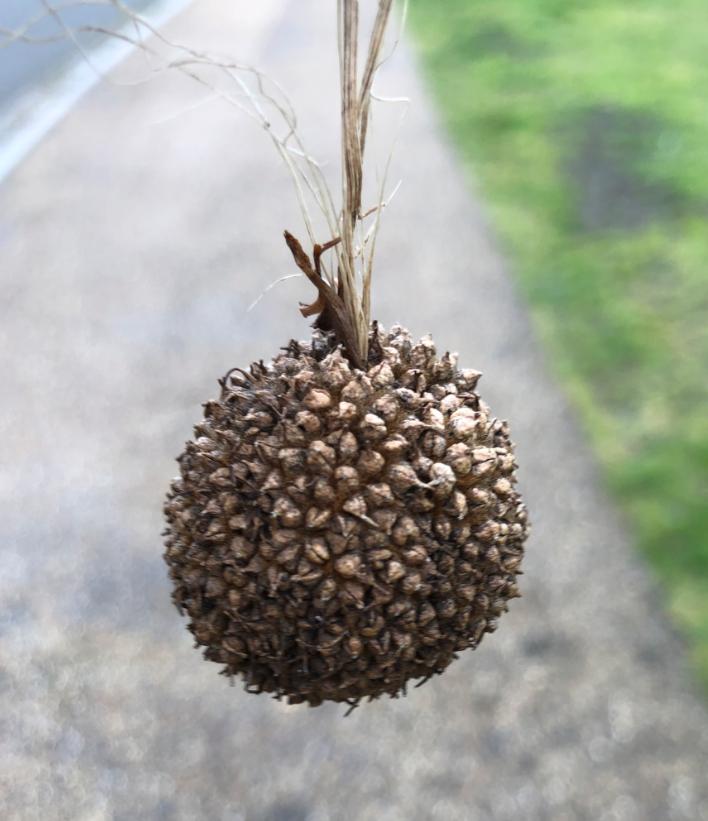 London Planetree (Platanus x hybrida) - Garden.org