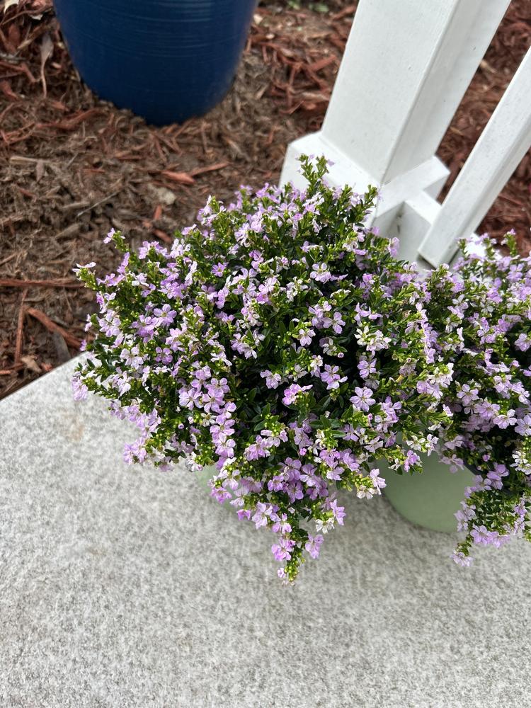 Mexican Heather (Cuphea hyssopifolia FloriGlory™ Corazon) - Garden.org
