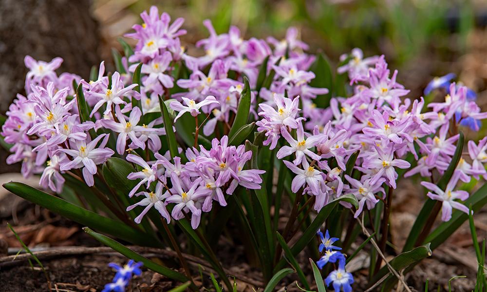 Photo of the entire plant of Glory of the snow (Scilla forbesii 'Pink ...