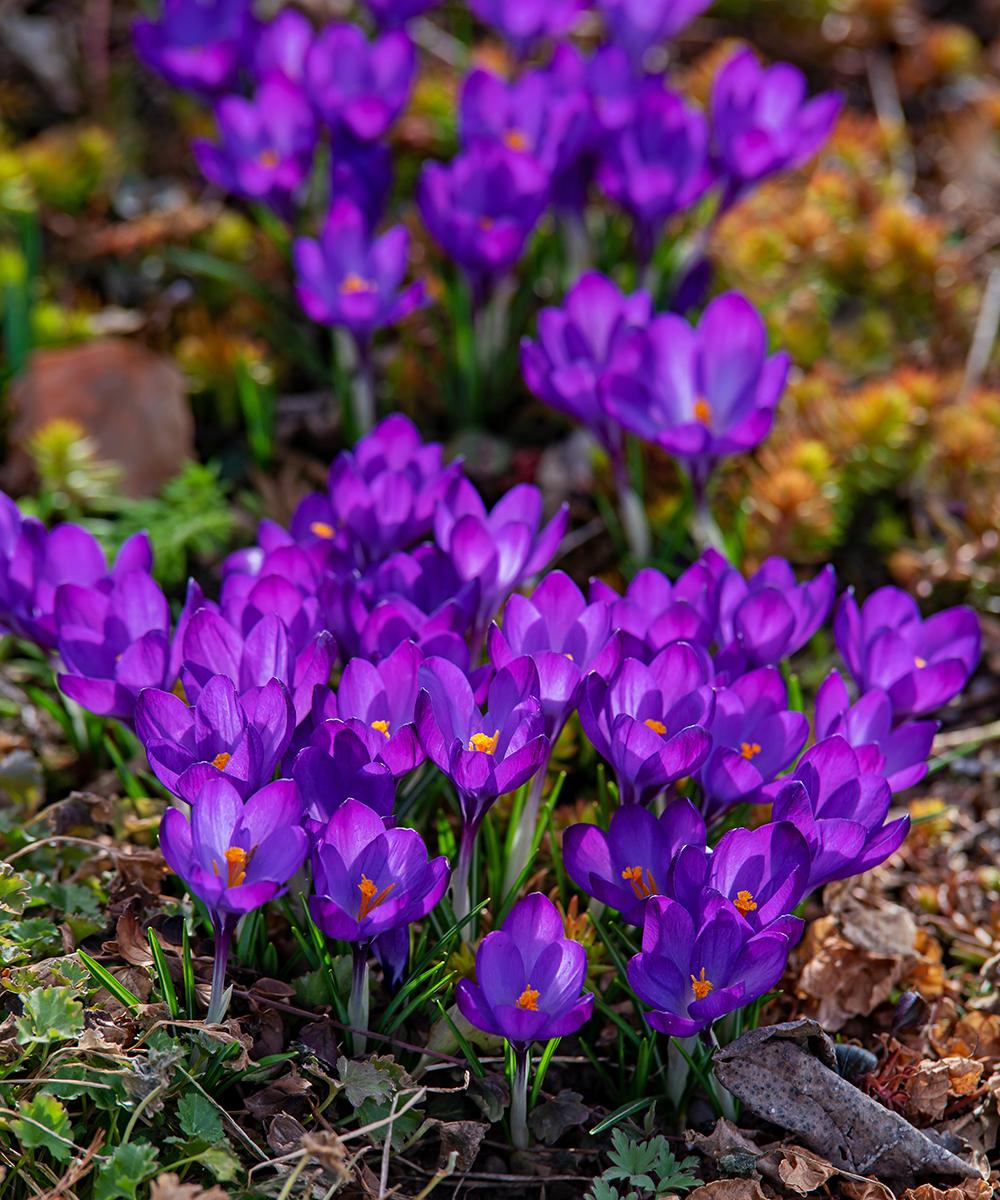 Snow Crocus (Crocus tommasinianus 'Ruby Giant') in the Crocus Database ...