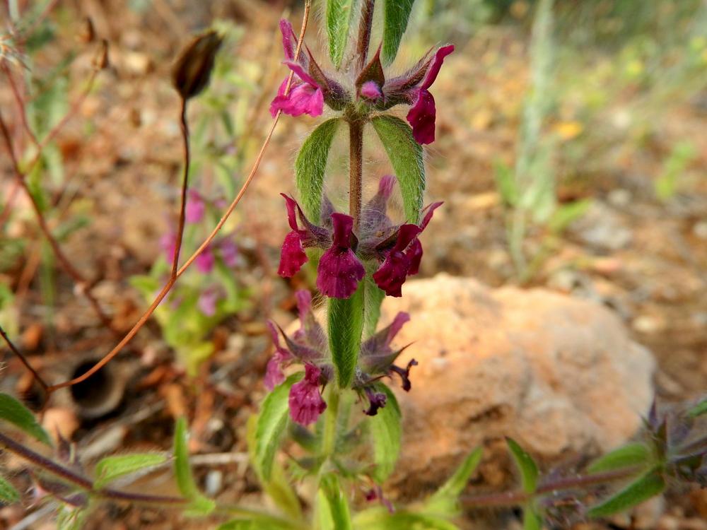 Photo of the bloom of Purple-Flowered Ironwort (Sideritis romana subsp ...