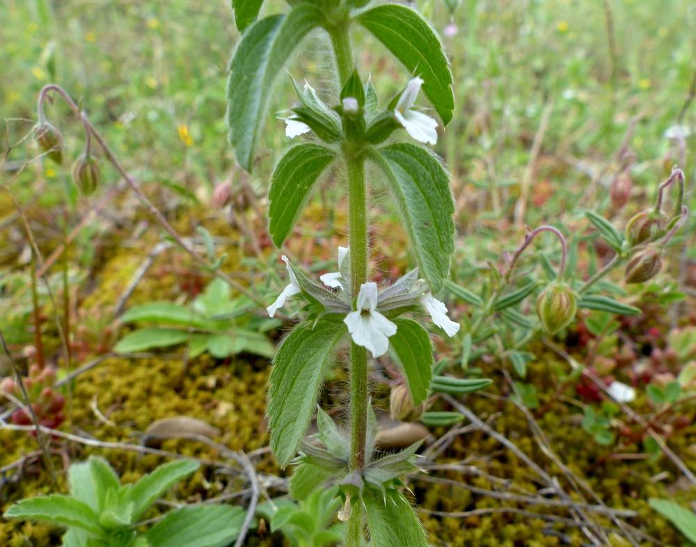 Photo of the bloom of Common Ironwort (Sideritis romana) posted by ...