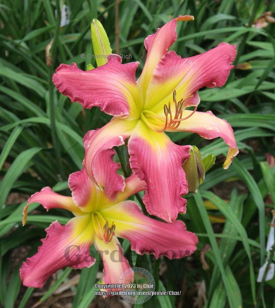 Photo of the entire plant of Daylily (Hemerocallis 'Fender Bender') posted by Char - Garden.org