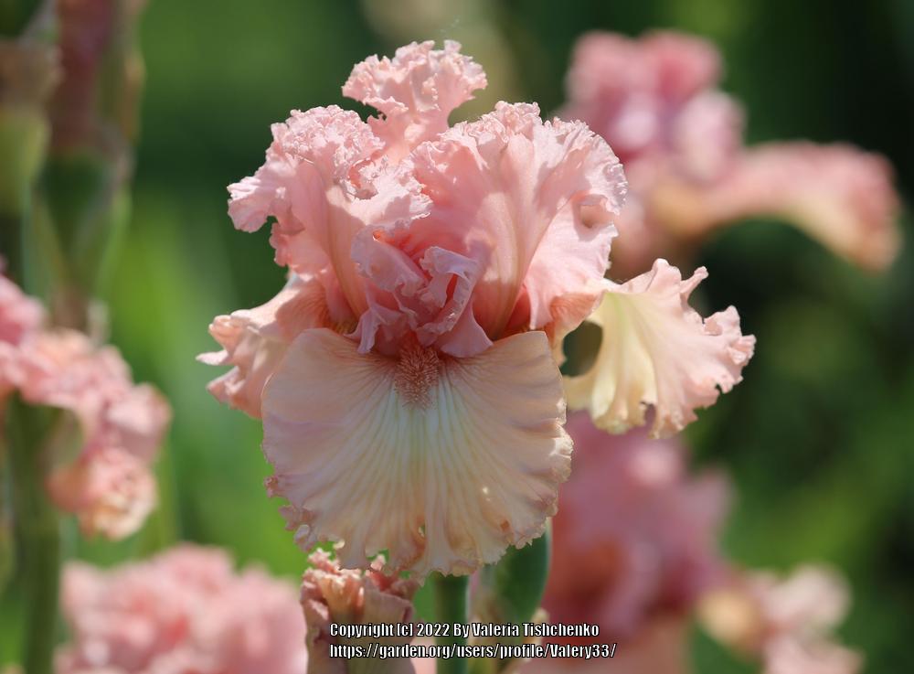 Photo of the bloom of Tall Bearded Iris (Iris 'In the Morning') posted ...
