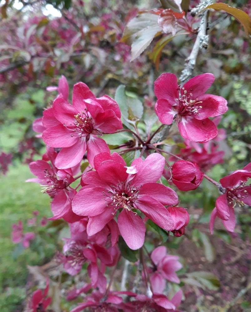 Photo of the bloom of Purple Crabapple (Malus 'Aldenhamensis') posted ...
