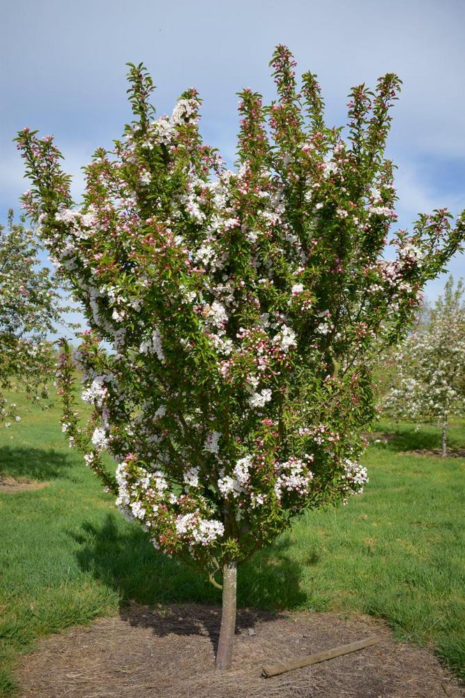 Photo of the entire plant of Flowering Crabapple (Malus 'Adirondack ...