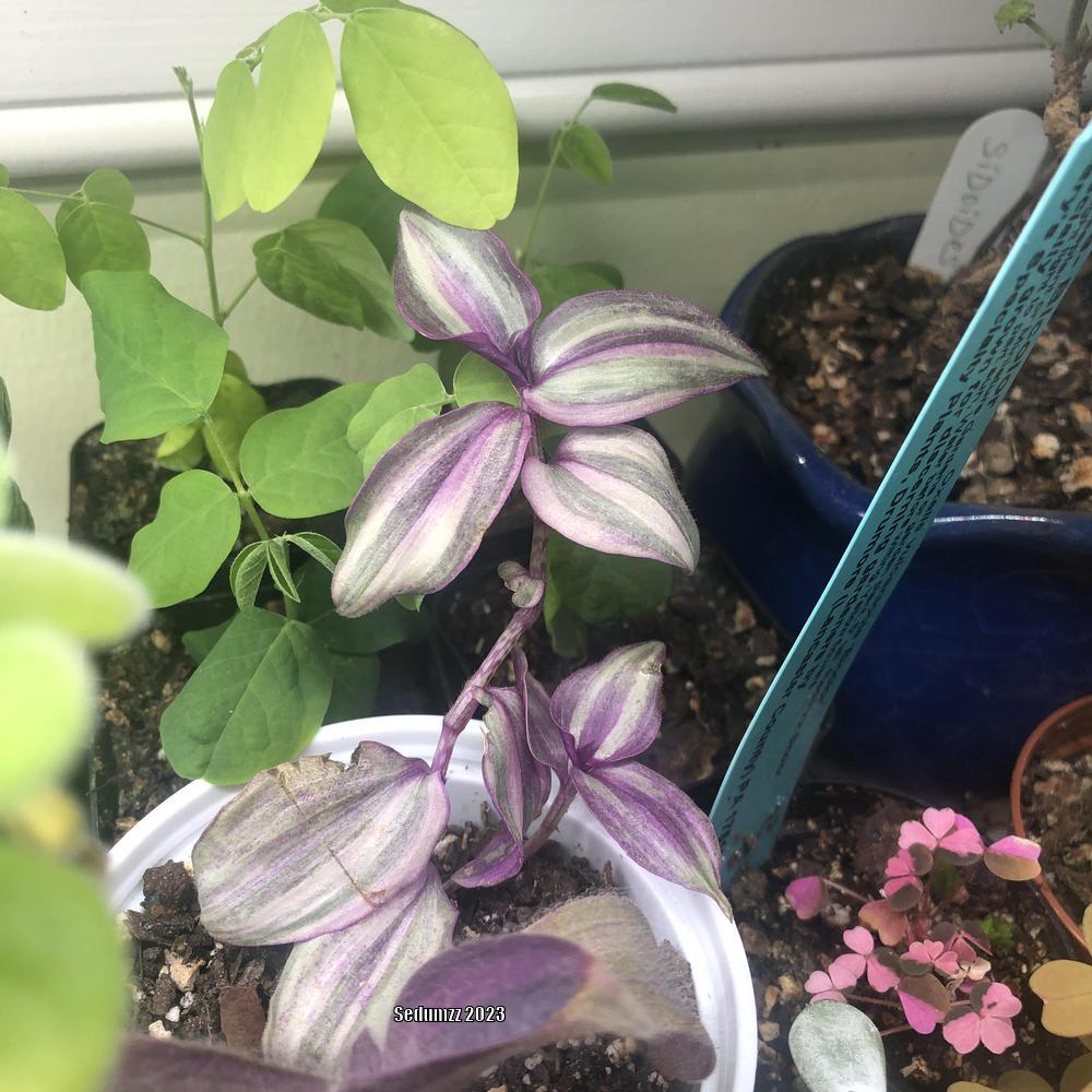 Photo of the entire plant of Inch Plant (Tradescantia zebrina 'Danny ...