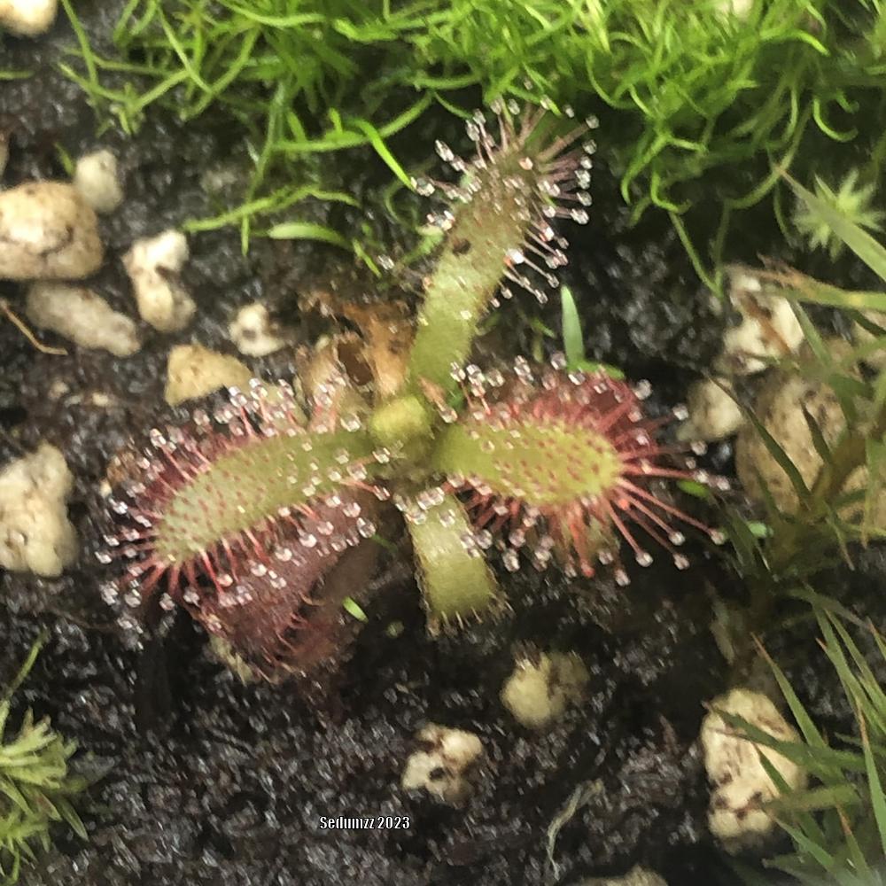 Photo of the entire plant of Sundew (Drosera graomogolensis) posted by sedumzz - Garden.org