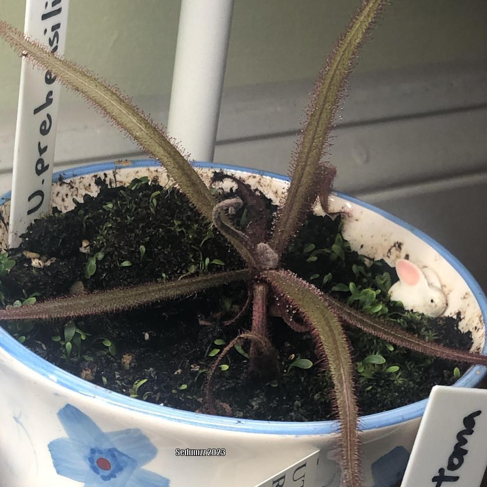 Photo of the entire plant of Lance-Leaved Sundew (Drosera adelae ...