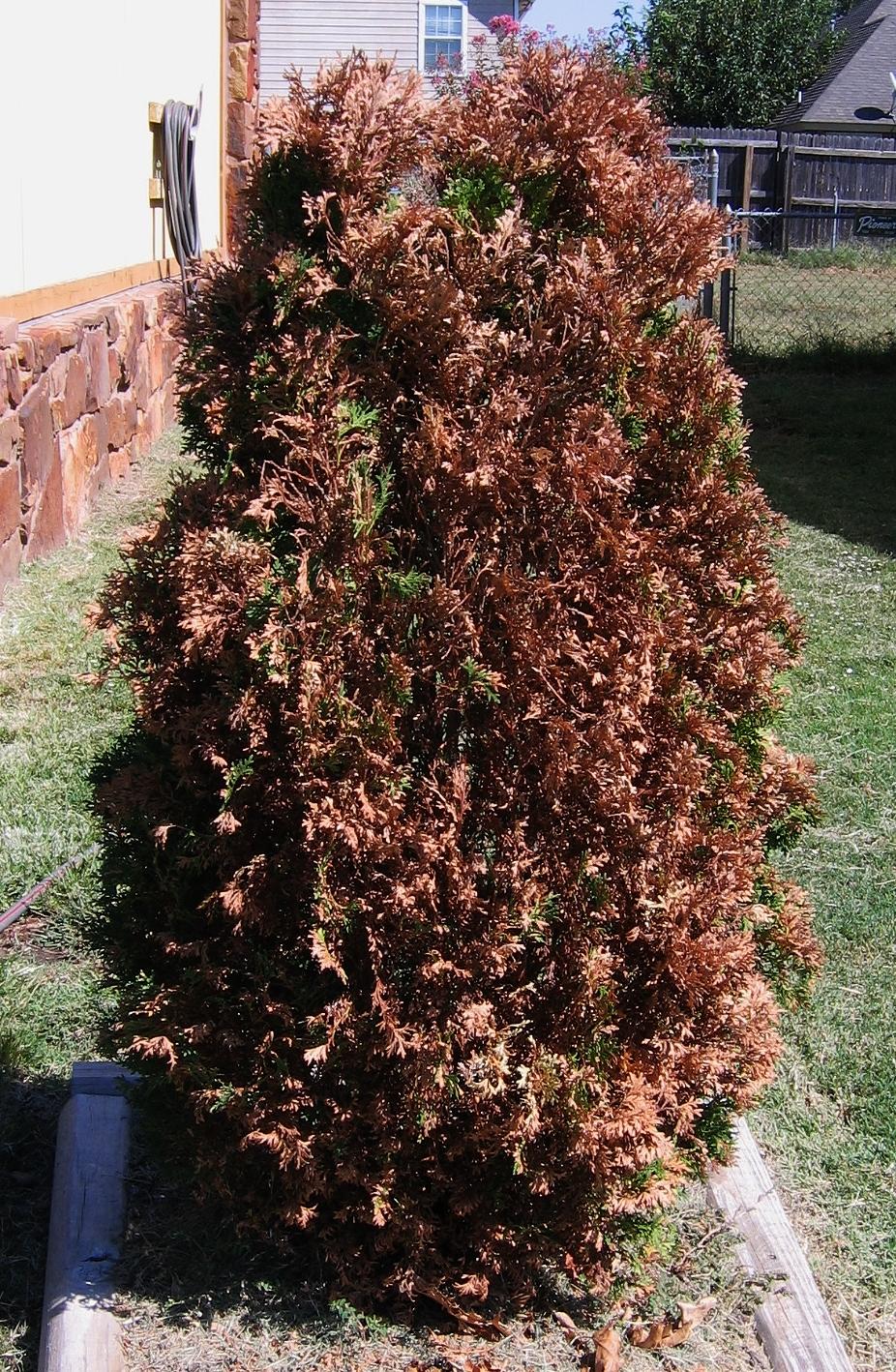 American Arborvitae (Thuja occidentalis 'Holmstrup') in the Arborvitaes ...