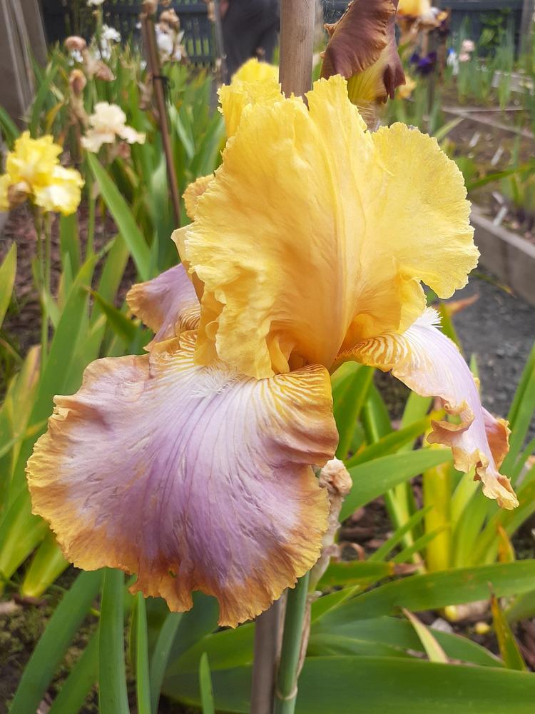 Tall Bearded Iris (Iris 'Enchanted One') in the Irises Database ...