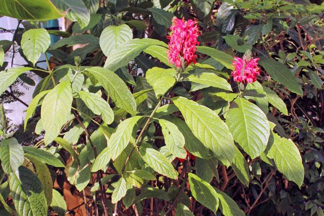 Photo of the entire plant of Pachystachys coccinea posted by ...