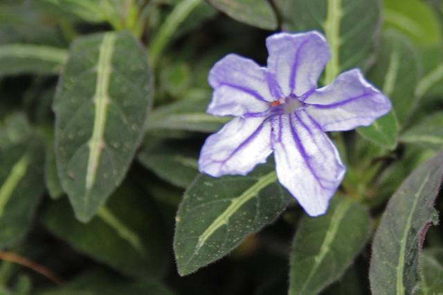 Photo of the bloom of Ruellia devosiana posted by RuuddeBlock - Garden.org