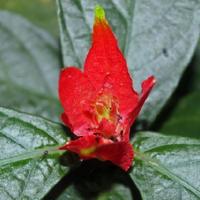 Photo of the bloom of Peruvian Wild Petunia (Ruellia chartacea) posted ...