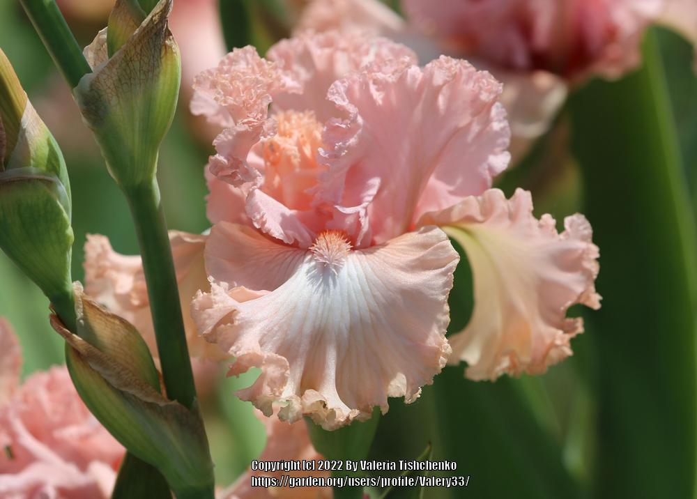 Photo of the bloom of Tall Bearded Iris (Iris 'In the Morning') posted ...