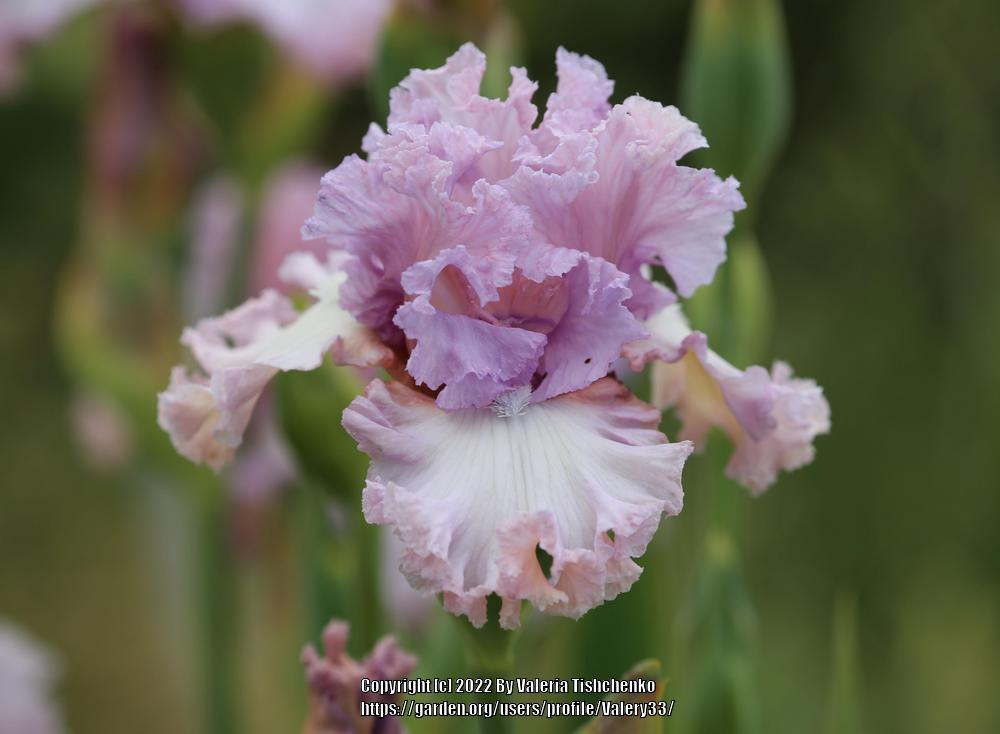 Tall Bearded Iris (Iris 'Magical Moment') in the Irises Database - Garden.org