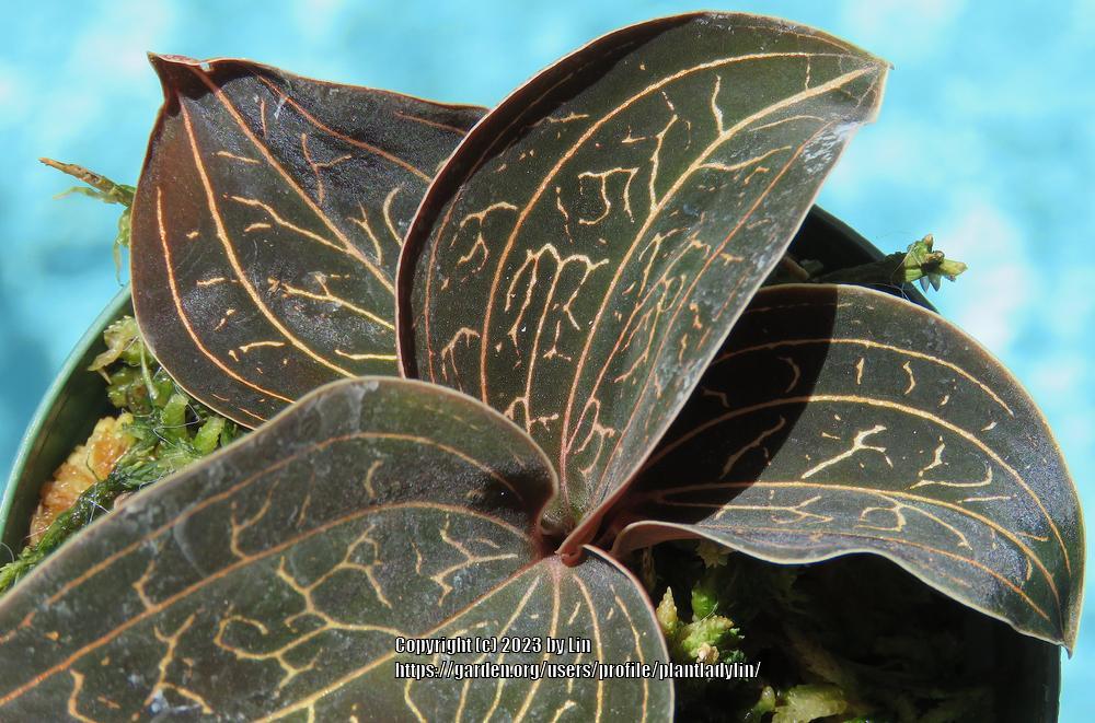 Photo of the leaves of Orchid (Anoectochilus brevilabris) posted by ...