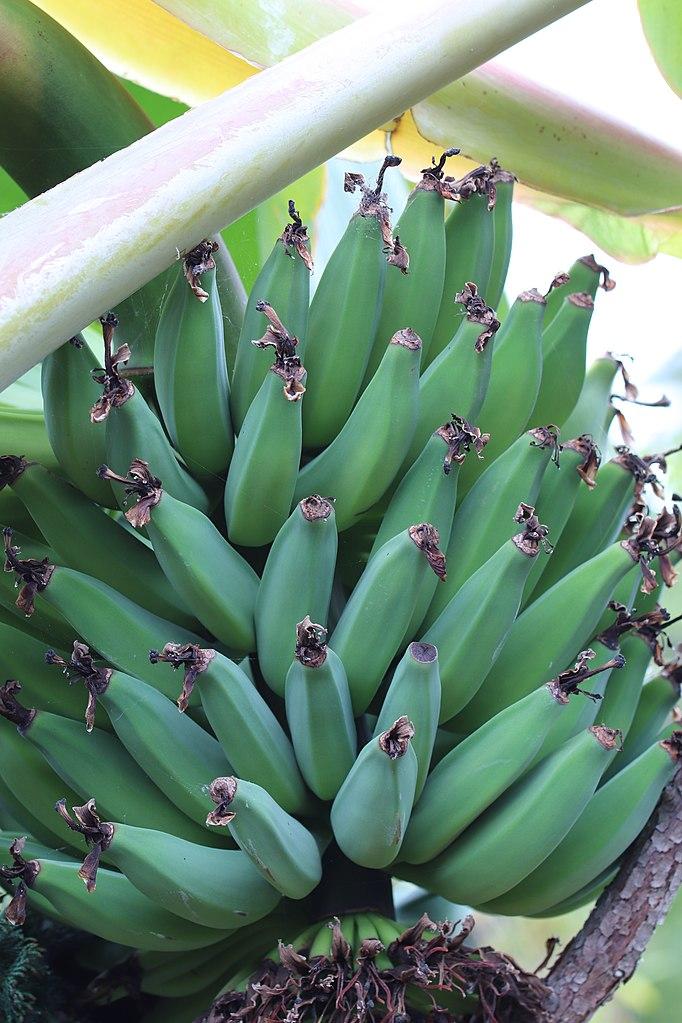 Banana (Musa 'Dwarf Orinoco') in the Bananas Database - Garden.org