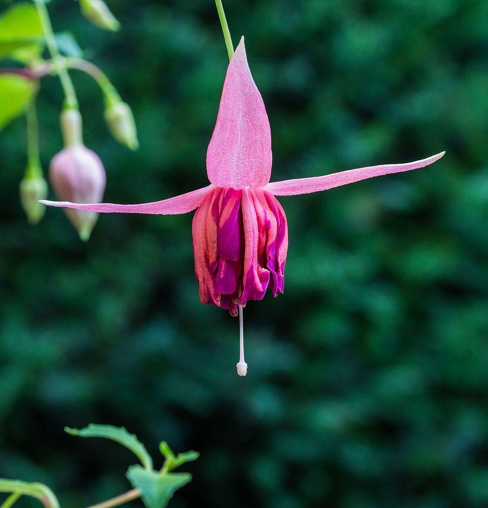 Photo of the bloom of Lady's Eardrops (Fuchsia 'Acclamation') posted by ...