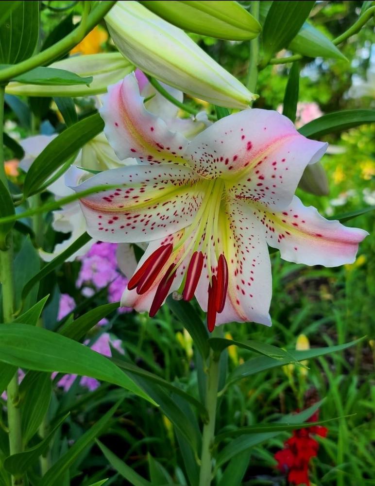 Lily (Lilium 'Cosmic Gumdrop') in the Lilies Database - Garden.org
