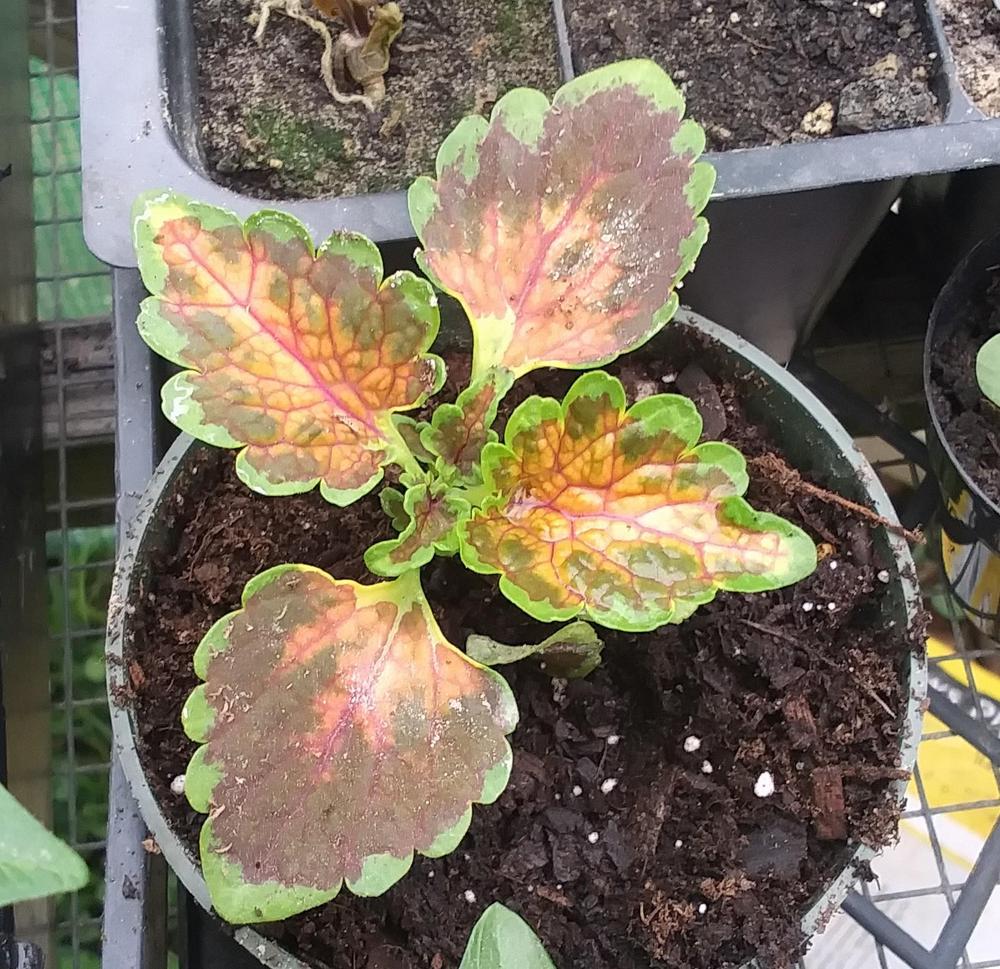 Photo of the leaves of Coleus (Coleus scutellarioides 'Colocha Sunset ...