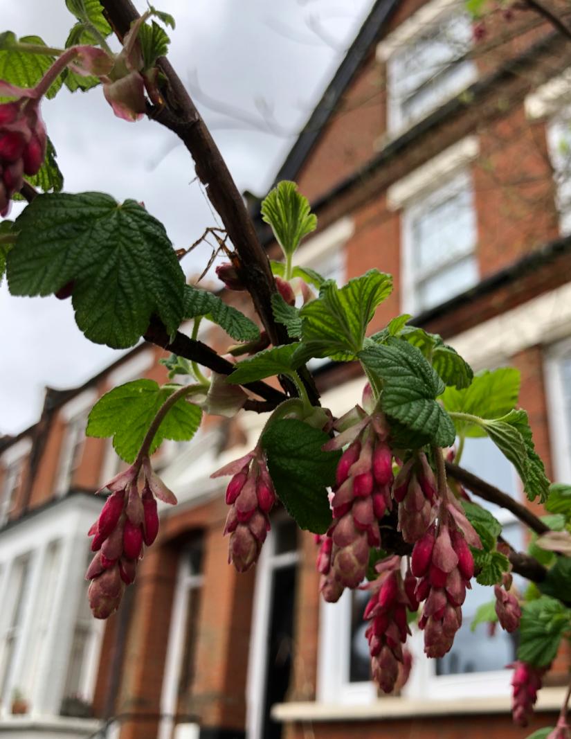 Flowering Raspberries in the Plant ID forum - Garden.org