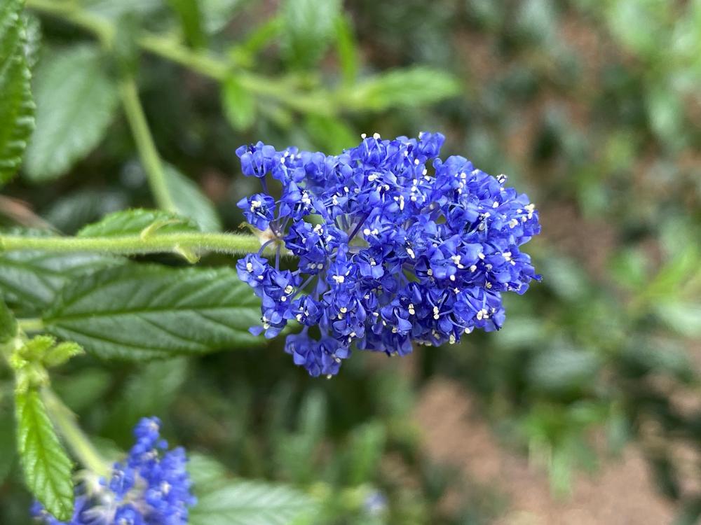 Ceanothus 'Concha' - Garden.org