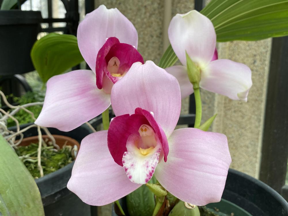 Photo of the bloom of Orchid (Lycaste Sunray) posted by csandt - Garden.org