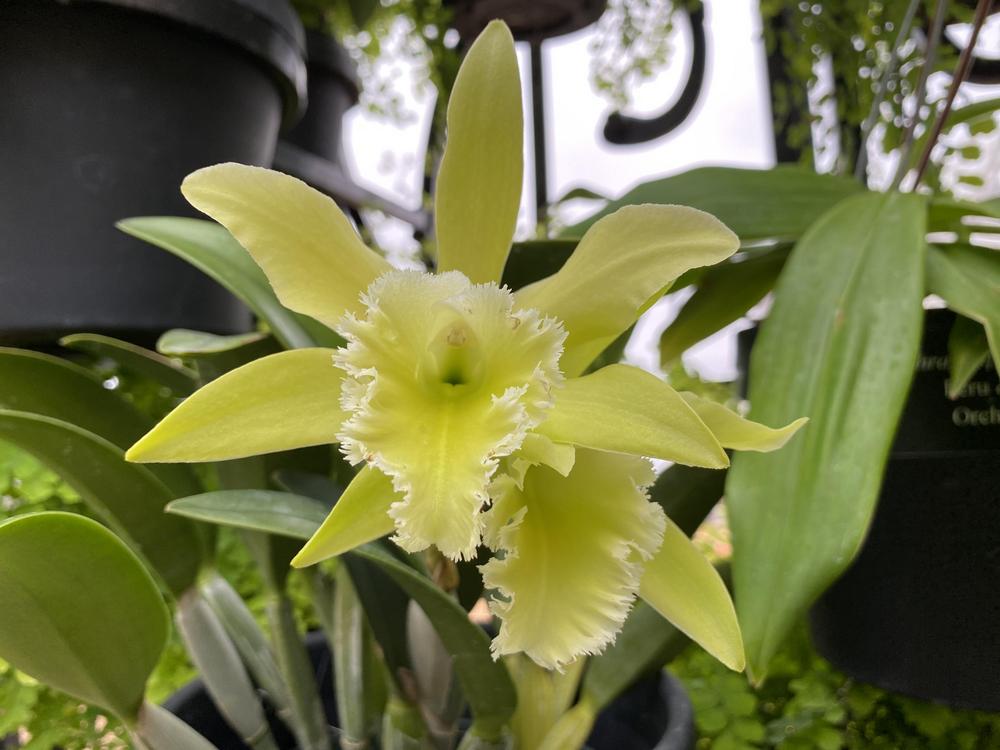 Photo of the bloom of Orchid (Rhyncholaeliocattleya Leprechaun Legend ...