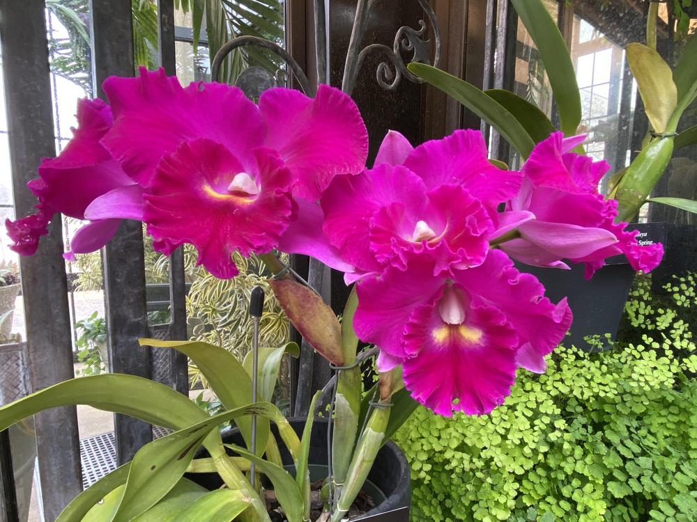 Photo of the entire plant of Orchid (Rhyncholaeliocattleya Hsinying ...