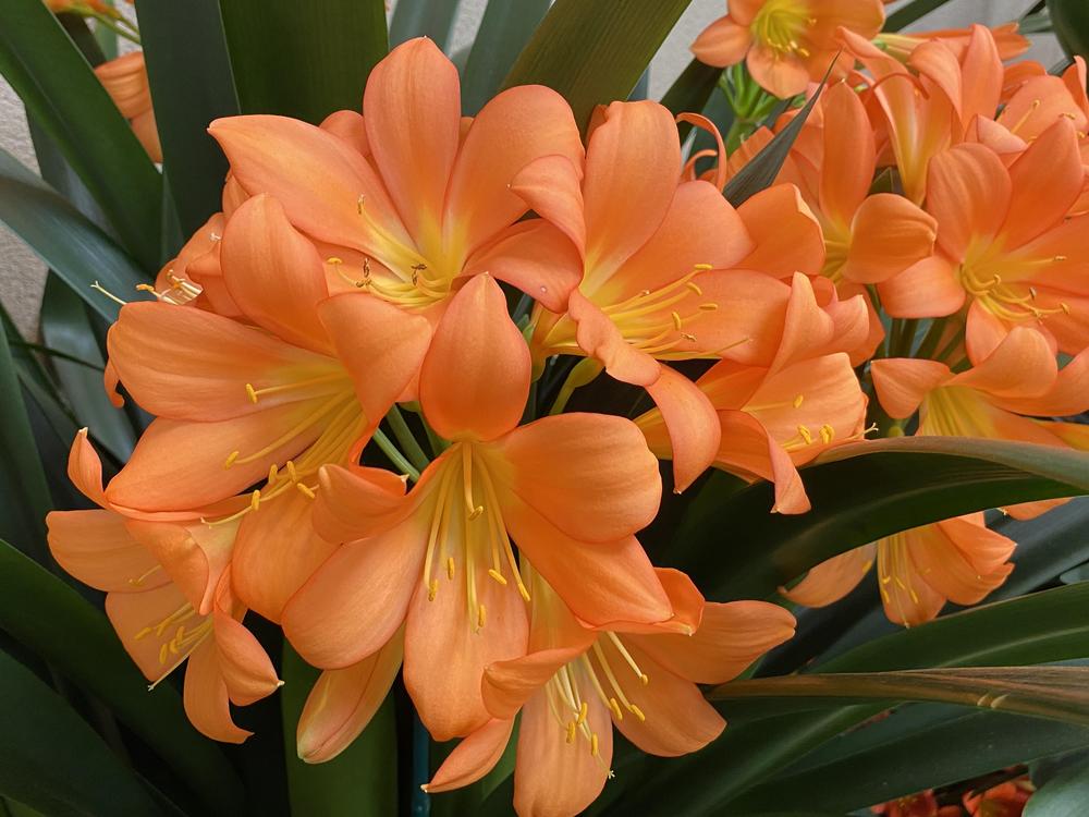 Photo of the bloom of Natal Lily (Clivia miniata 'Longwood Sunset') posted by csandt - Garden.org
