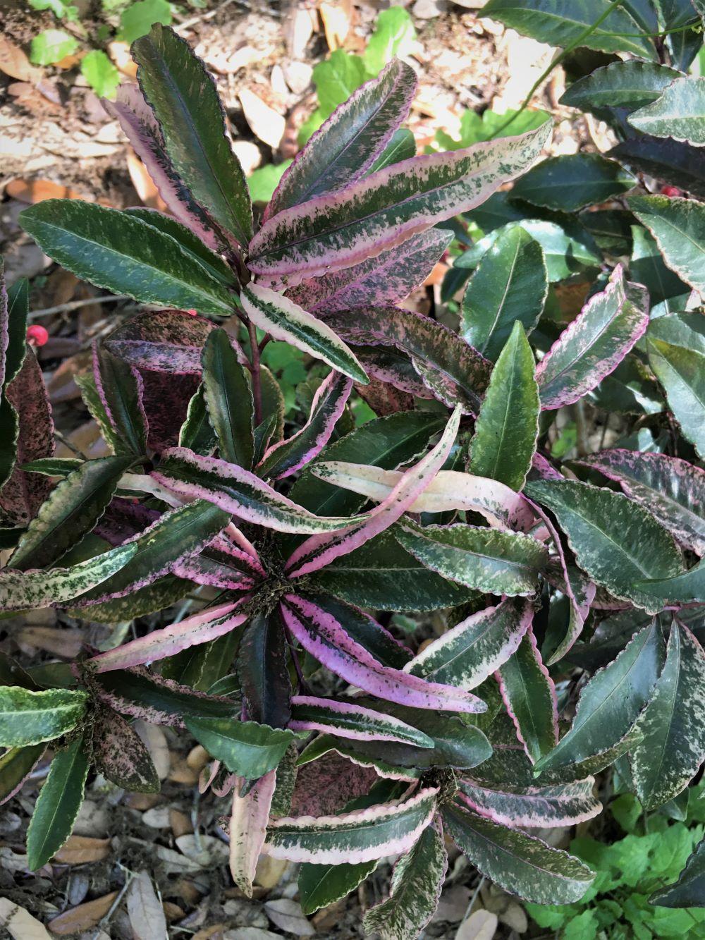 Photo of the entire plant of Ardisia crenata Red Hot Embers™ posted by ...