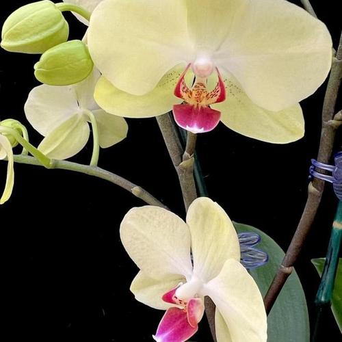 Orchid (Phalaenopsis Fortune Saltzman 'Maple Bridge') - Garden.org
