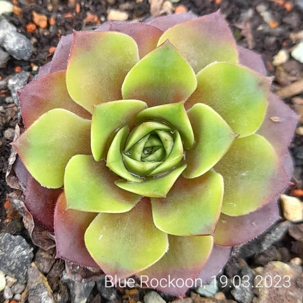 Hen and chicks (Sempervivum 'Blue Rockoon') in the Sempervivum Database ...