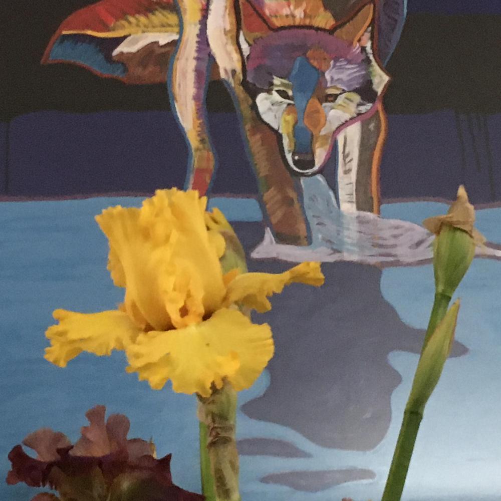 Photo of the bloom of Tall Bearded Iris (Iris 'Pure as Gold') posted by ...