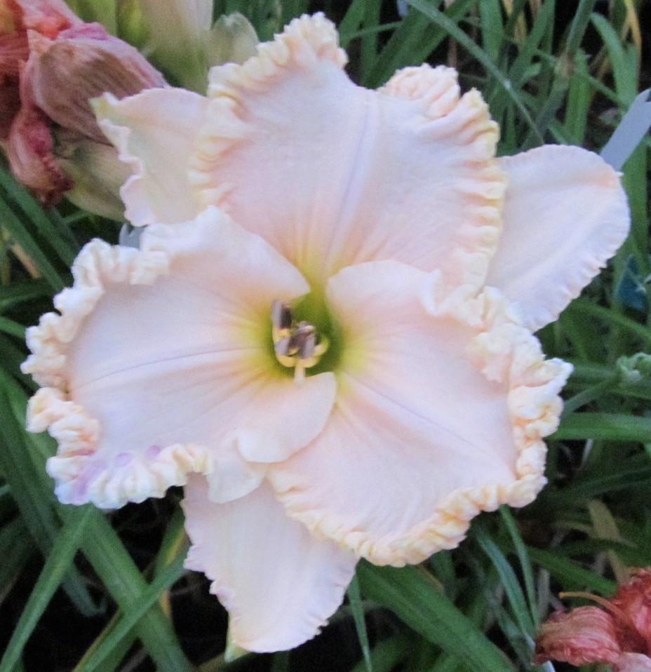 Photo of the bloom of Daylily (Hemerocallis 'Donna Collins') posted by ...