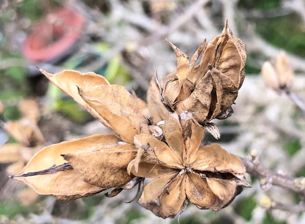 Tissue Paper Plant in the Plant ID forum - Garden.org