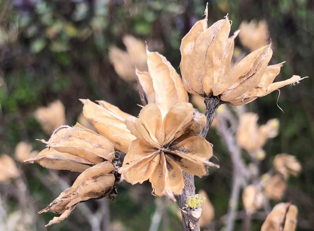 Tissue Paper Plant in the Plant ID forum - Garden.org