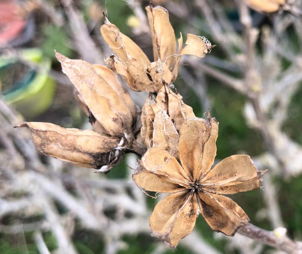 Tissue Paper Plant in the Plant ID forum - Garden.org