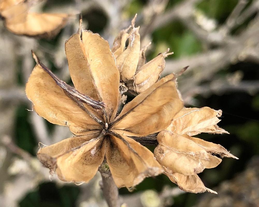 Tissue Paper Plant in the Plant ID forum - Garden.org