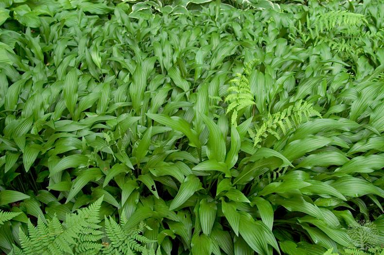 Hosta 'Purple Lady Finger' in the Hostas Database - Garden.org